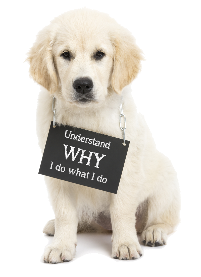 Can You Donate A Dog To Be A Service Dog